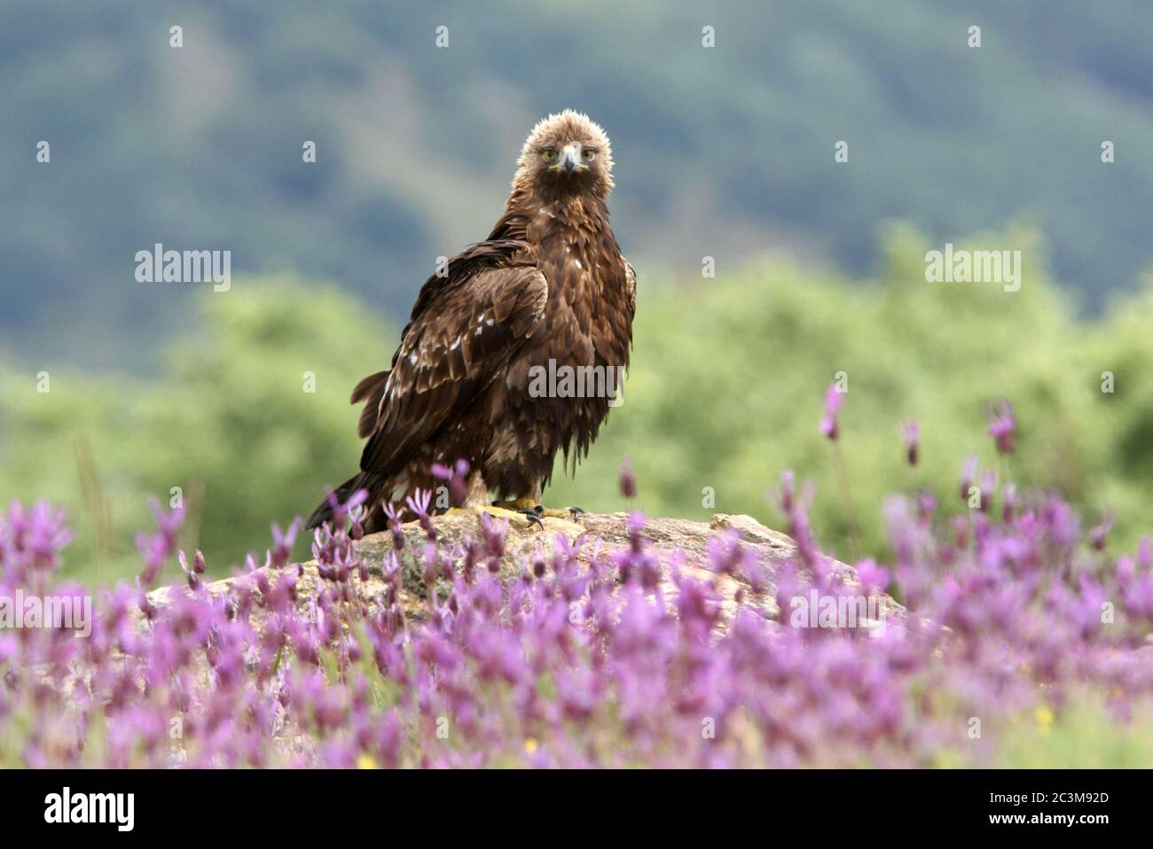 Golden eagle among purple flowers with the first light of day Stock ...