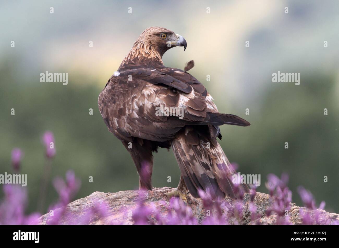 Golden eagle among purple flowers with the first light of day Stock ...