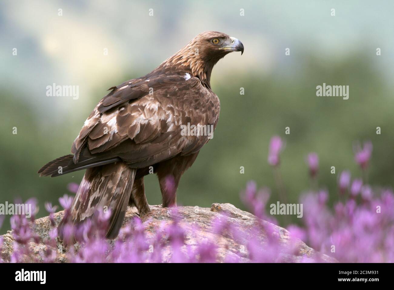 Golden eagle among purple flowers with the first light of day Stock ...