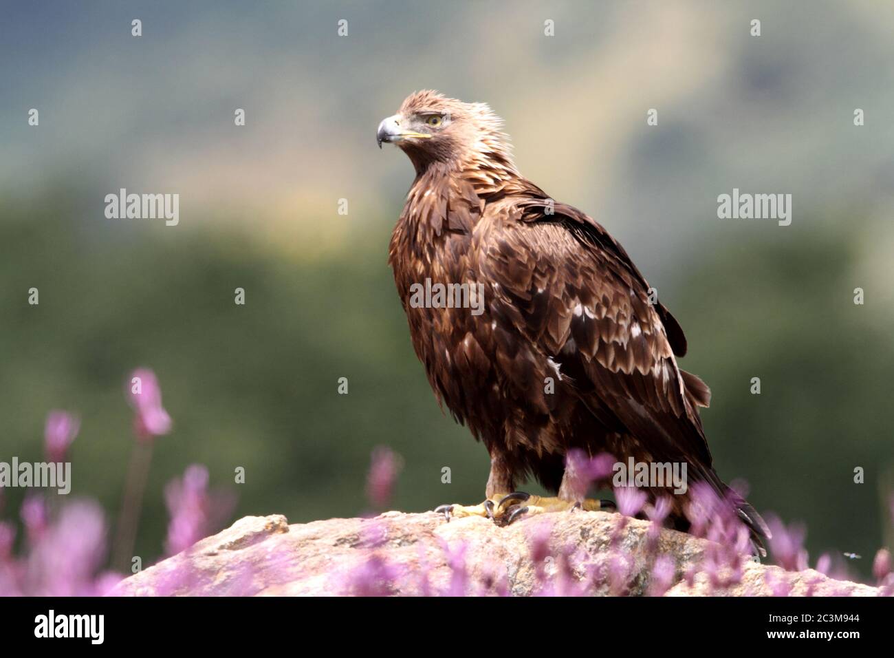 Golden eagle among purple flowers with the first light of day Stock ...