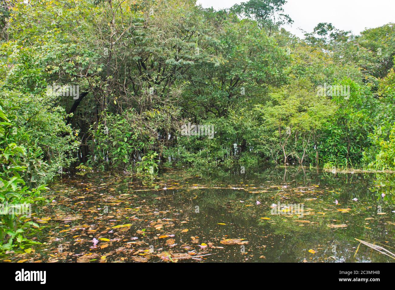 Amazon river view from a riverboat, Amazon Basin, Brazil Stock Photo ...