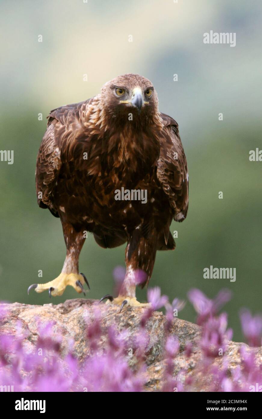 Golden eagle among purple flowers with the first light of day Stock ...