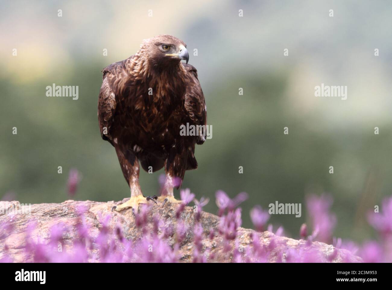 Golden eagle among purple flowers with the first light of day Stock ...