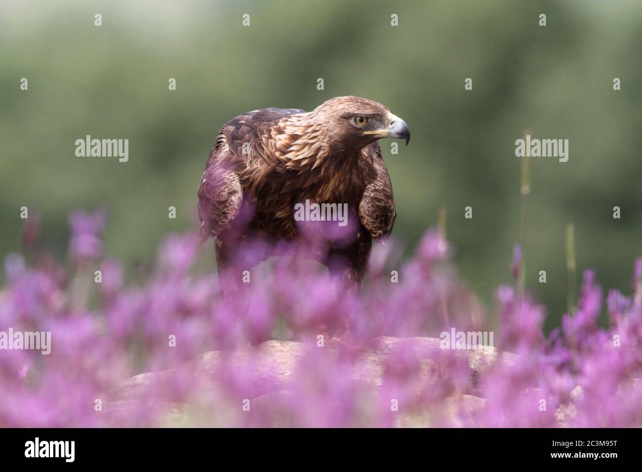 Golden eagle among purple flowers with the first light of day Stock ...
