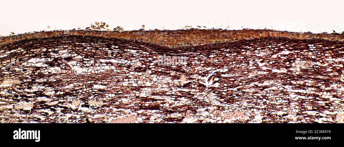 Chestnut tree bark hi-res stock photography and images - Alamy