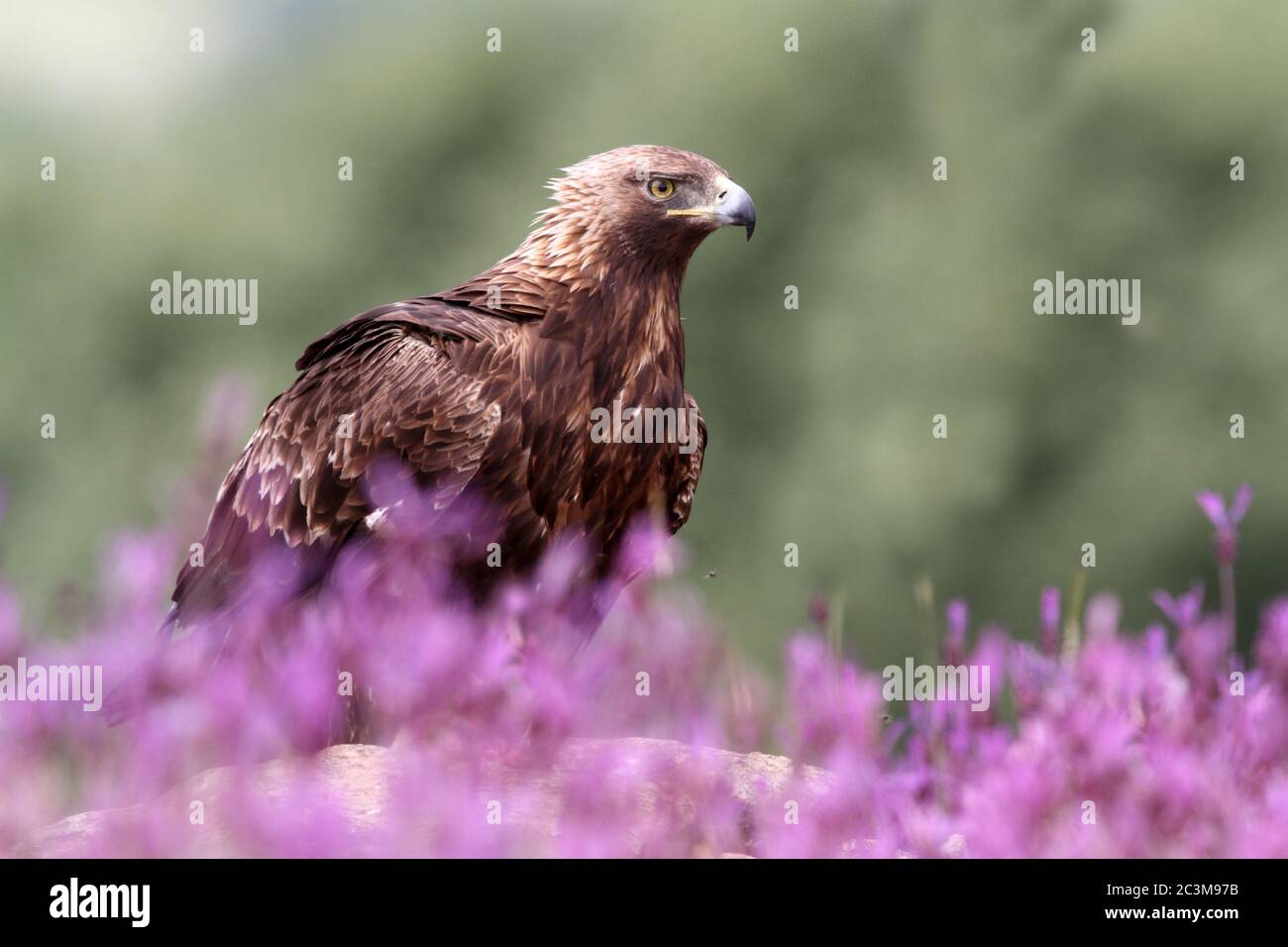 Golden eagle among purple flowers with the first light of day Stock ...