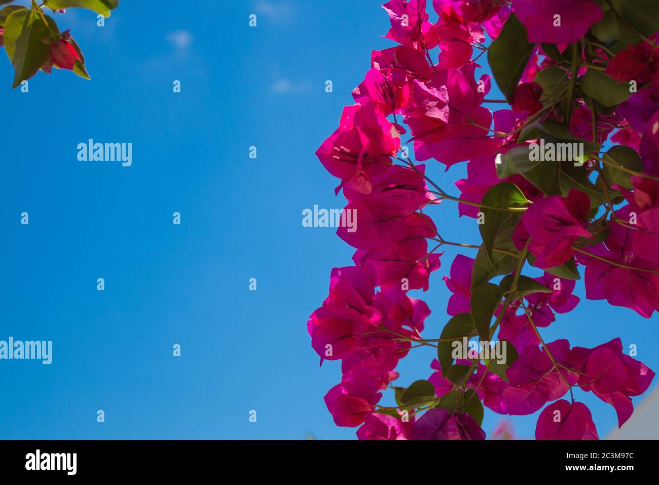 Pink bougainvillea flowers in the park, Cyprus Stock Photo - Alamy