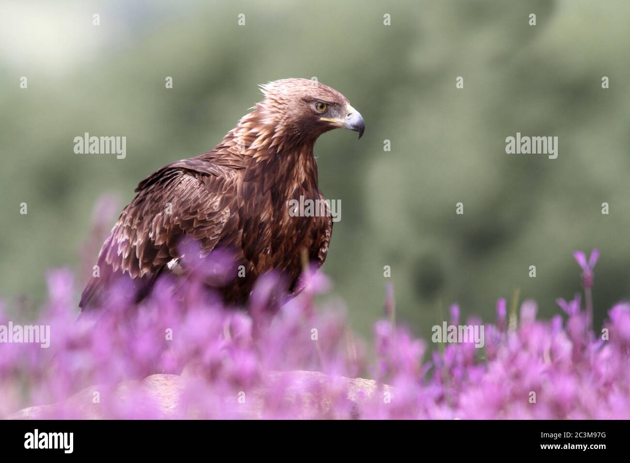 Golden eagle among purple flowers with the first light of day Stock ...