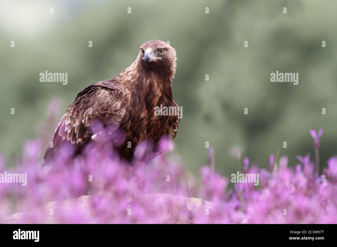 Golden eagle among purple flowers with the first light of day Stock ...