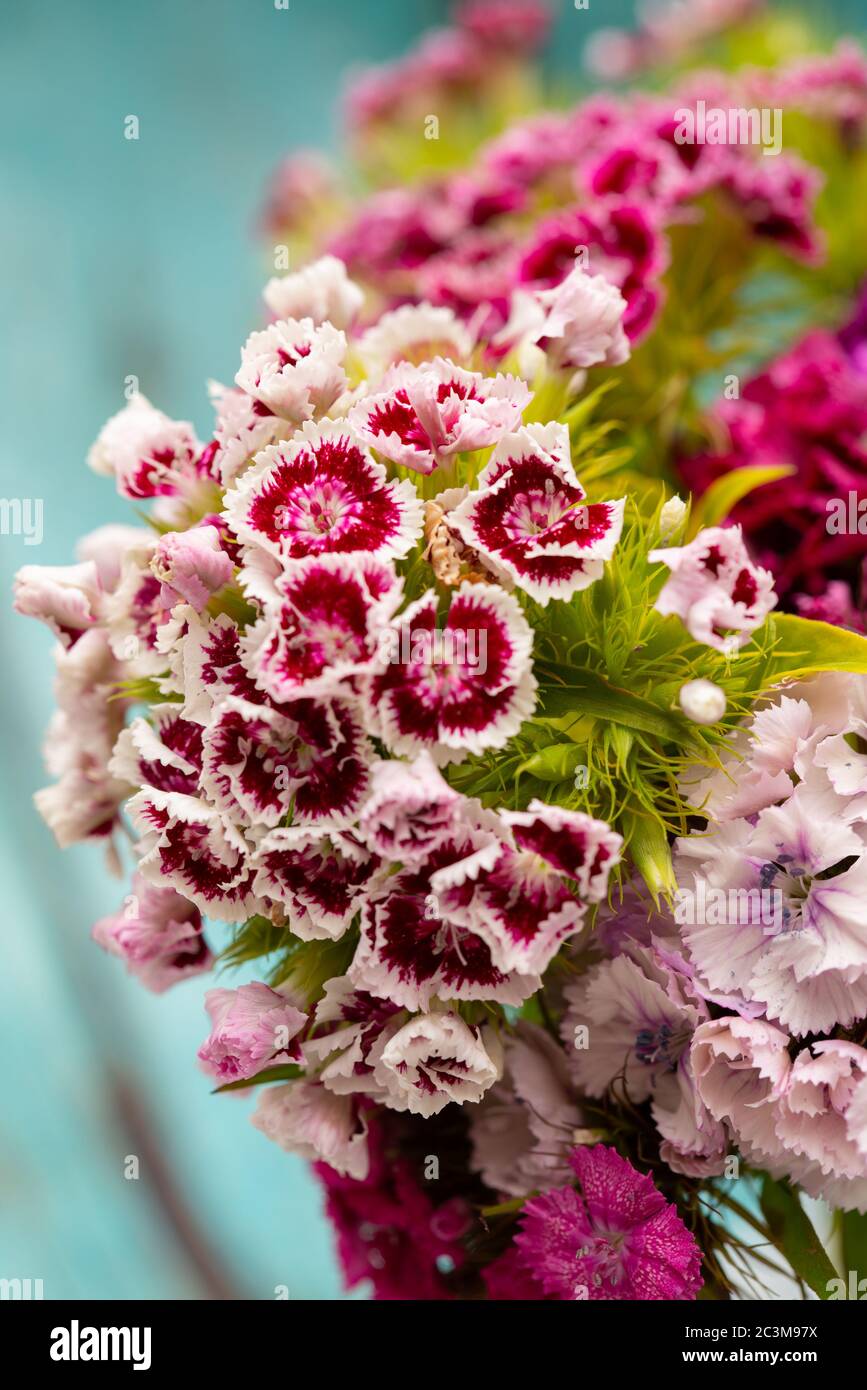 Beautiful fresh spring flowres Stock Photo - Alamy