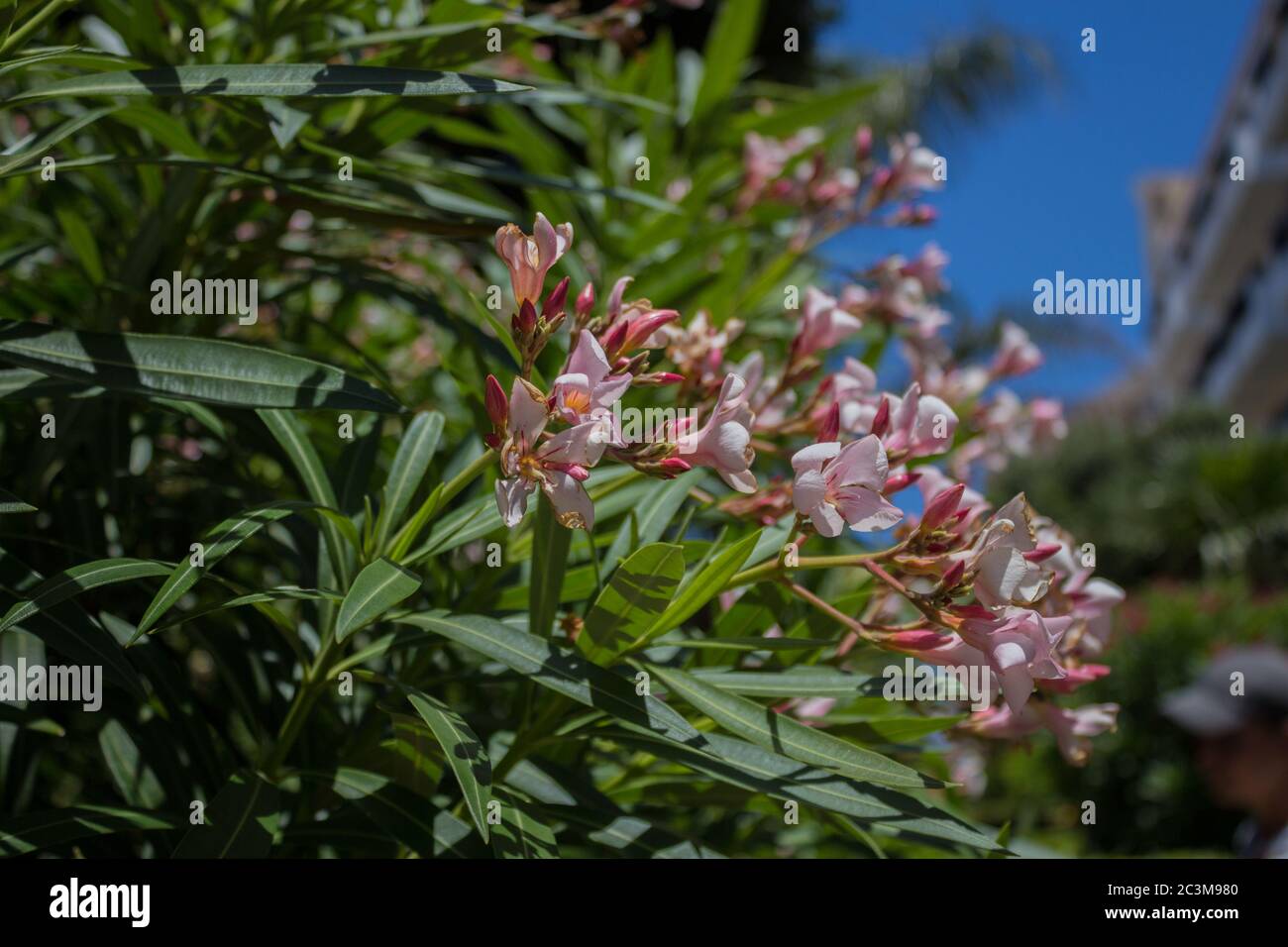 Cyprus flower hi-res stock photography and images - Alamy