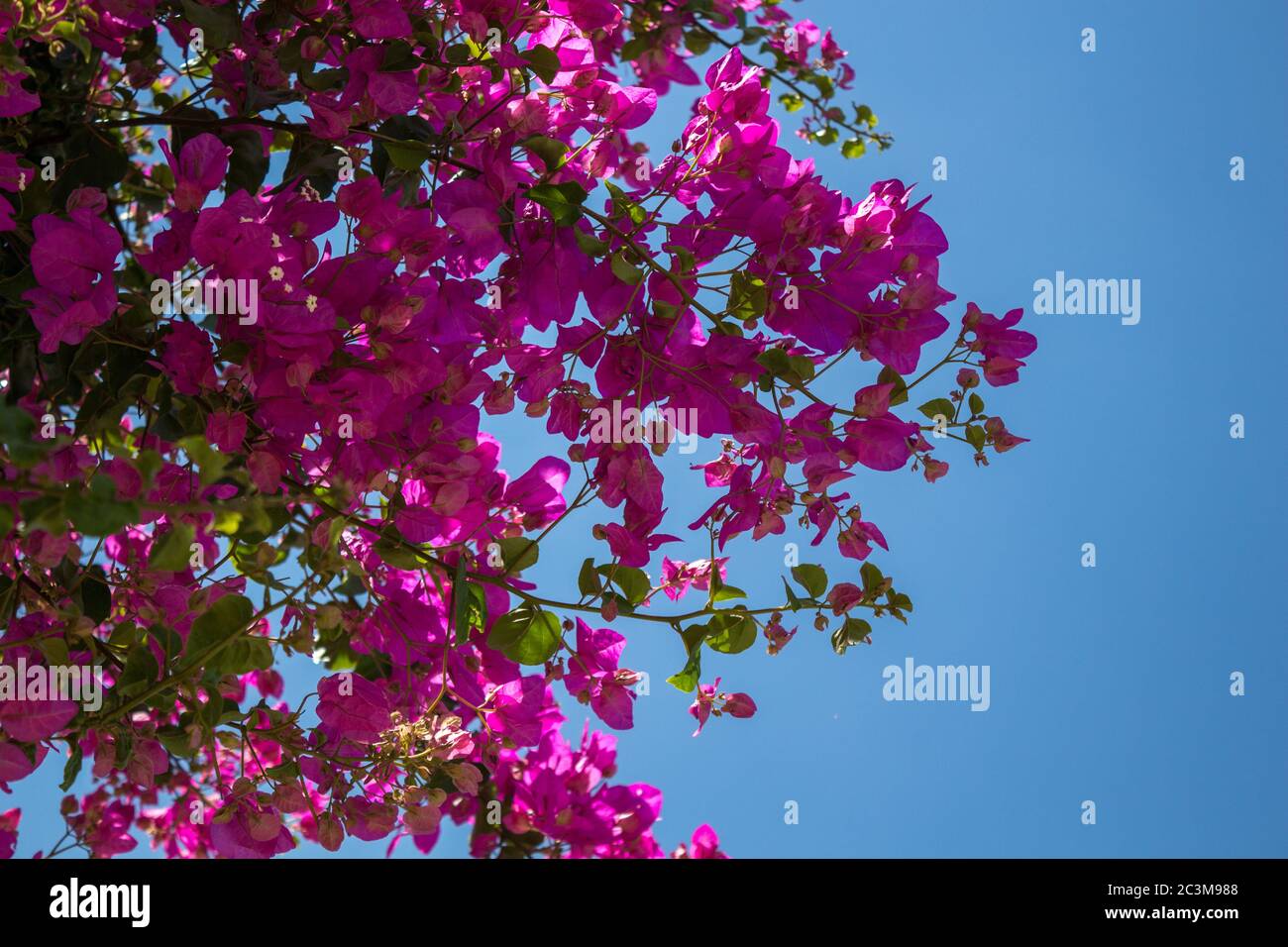 Pink bougainvillea flowers in the park, Cyprus Stock Photo - Alamy