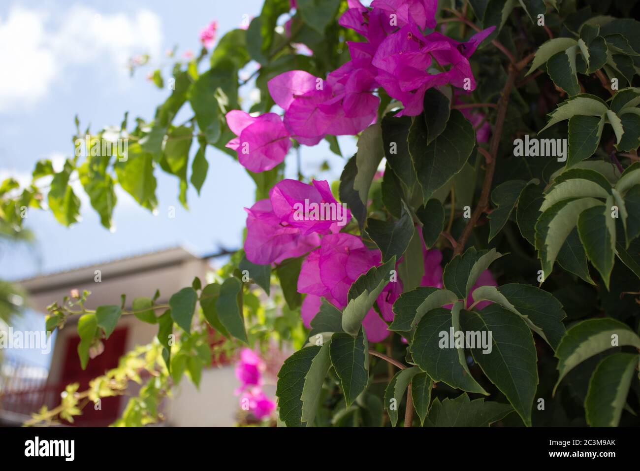 Pink bougainvillea flowers in the park, Cyprus Stock Photo - Alamy