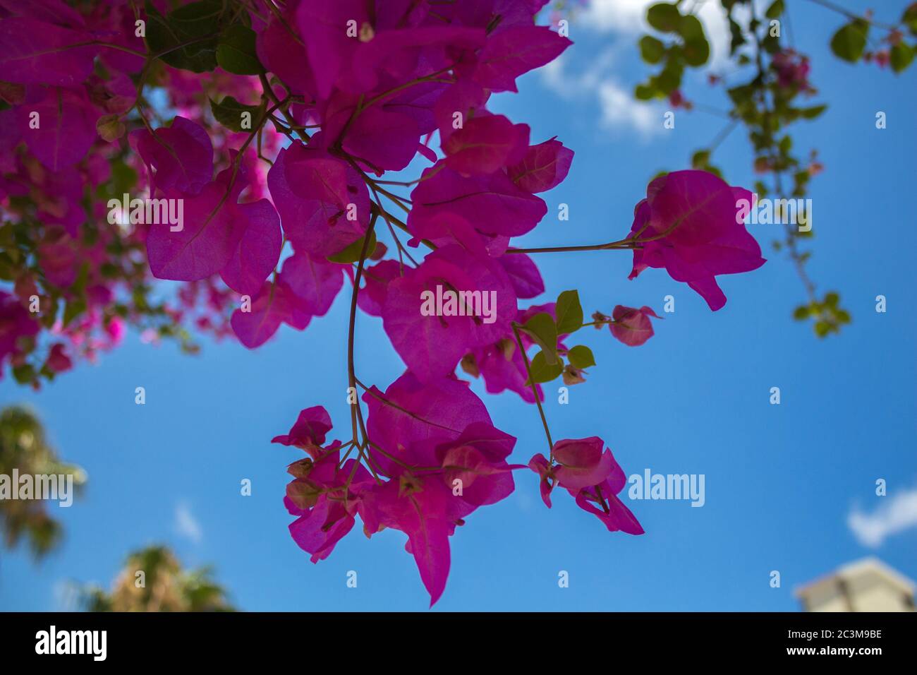 Pink bougainvillea flowers in the park, Cyprus Stock Photo - Alamy
