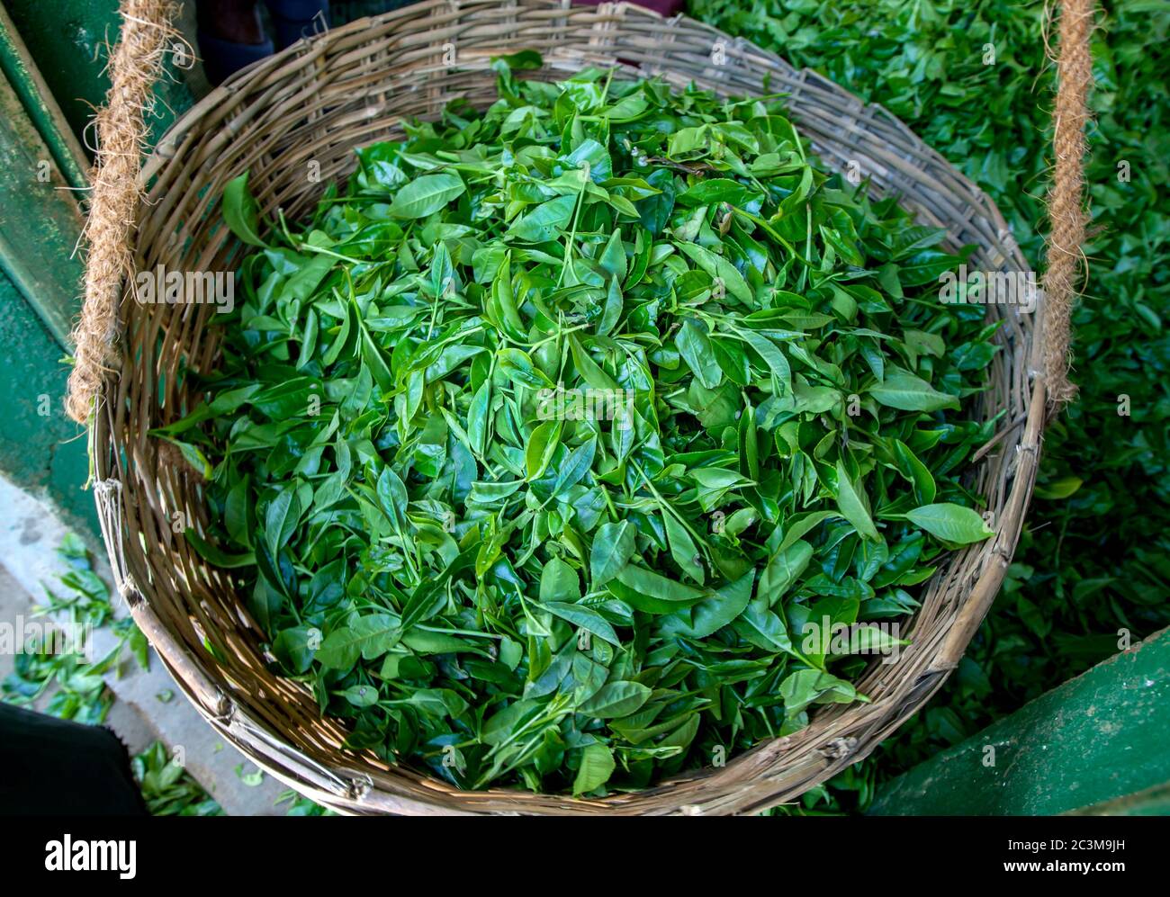 A cane basket filled with a harvest of fresh green tea leaves waiting ...
