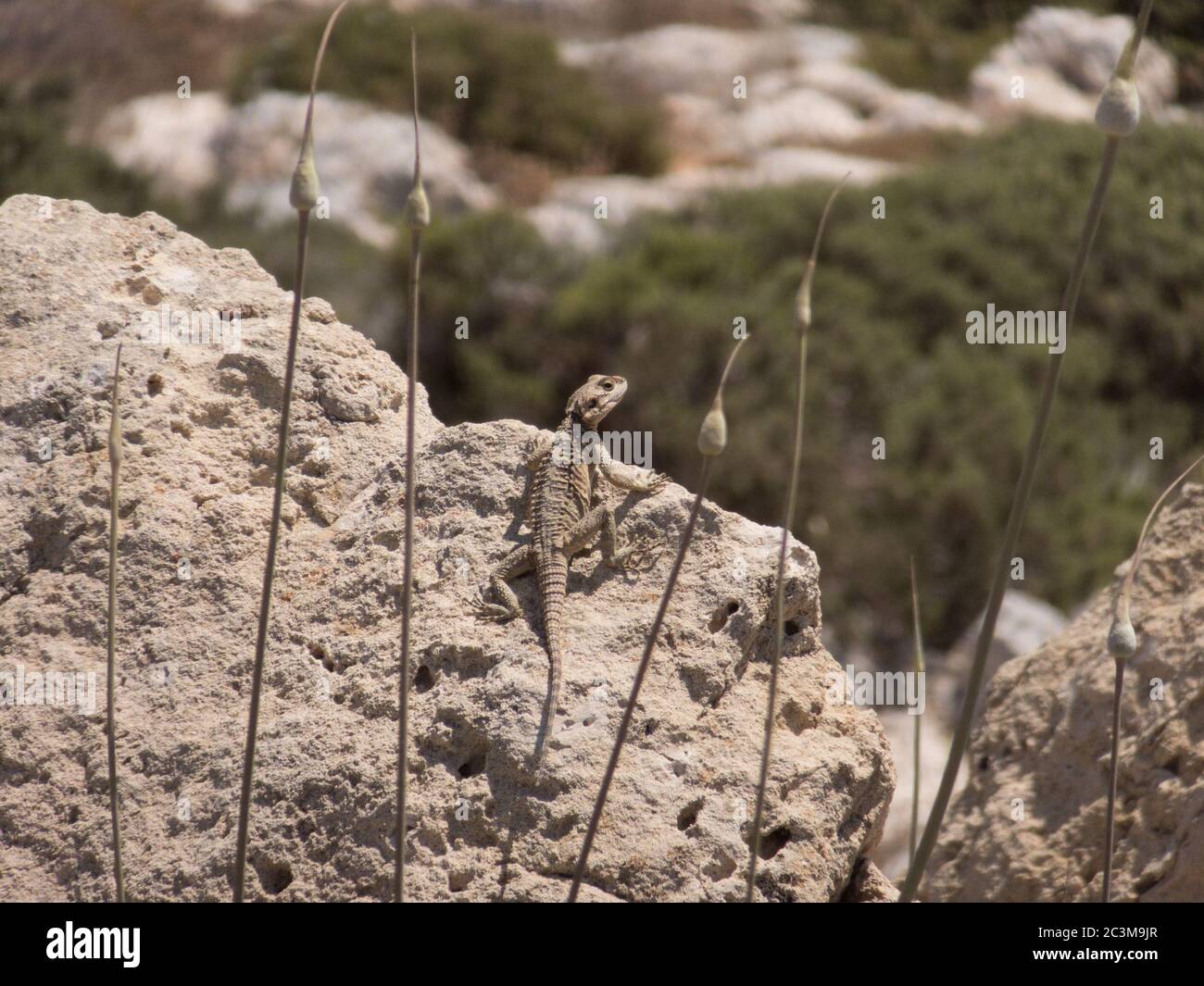 Lizard on a rocky beach near Protaras, Cyprus Stock Photo - Alamy