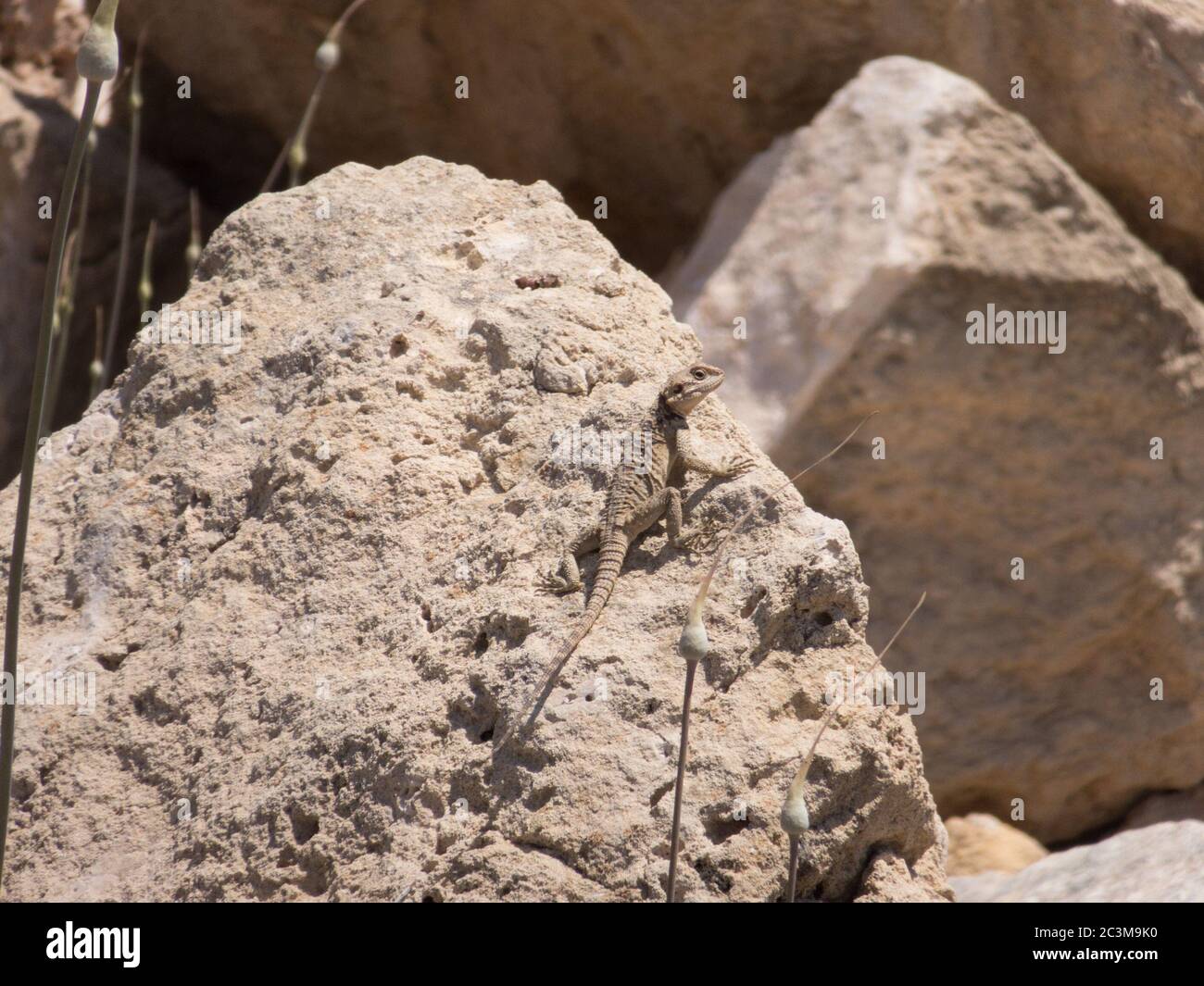 Lizard on a rocky beach near Protaras, Cyprus Stock Photo - Alamy