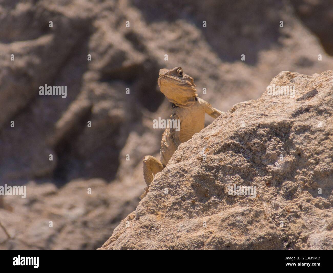 Lizard on a rocky beach near Protaras, Cyprus Stock Photo - Alamy