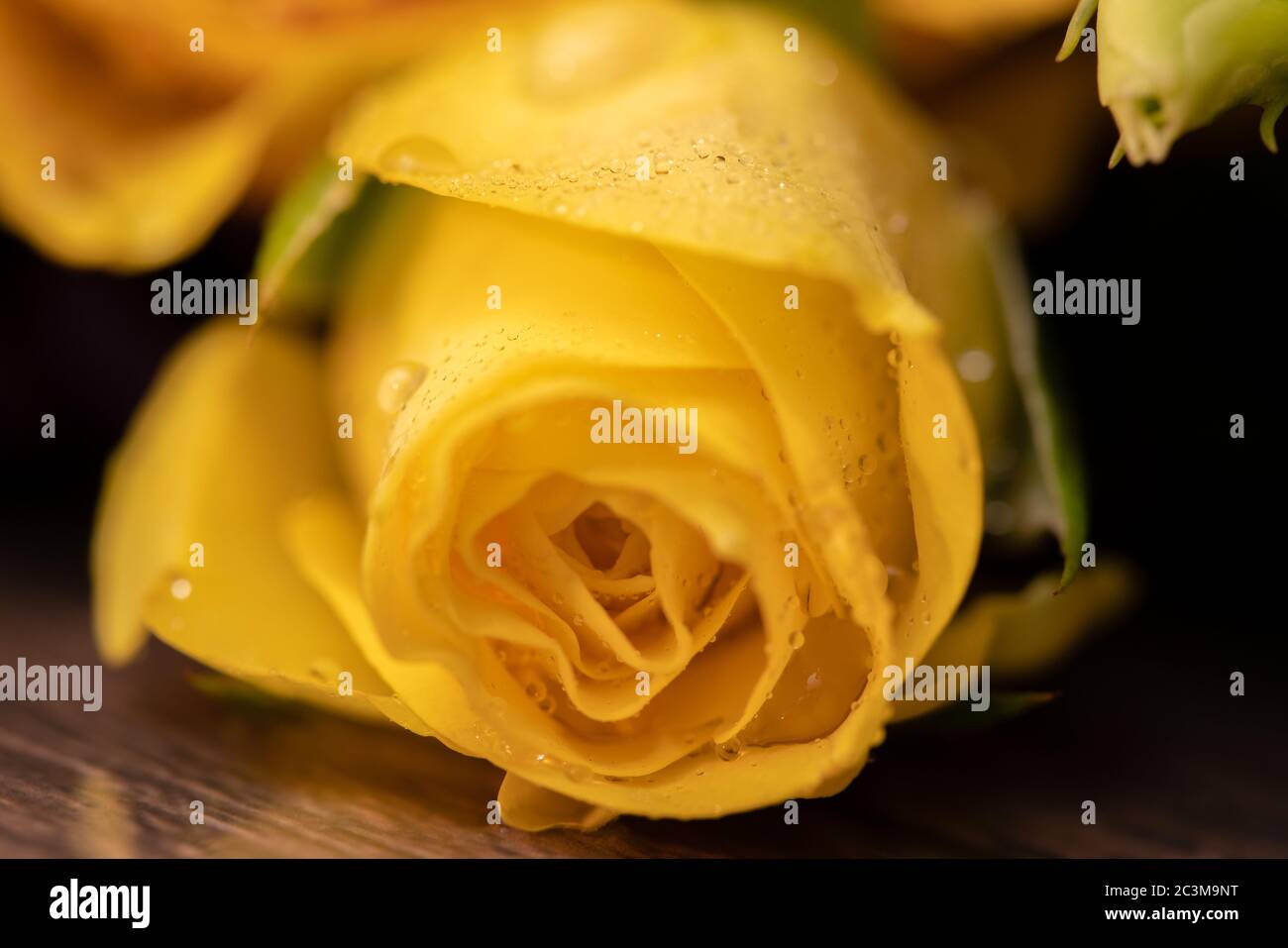 Closeup yellow garden rose hi-res stock photography and images - Alamy