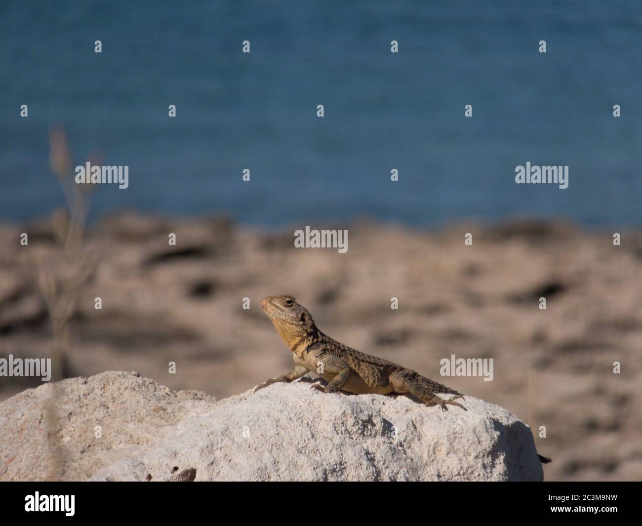 Big lizard hi-res stock photography and images - Alamy