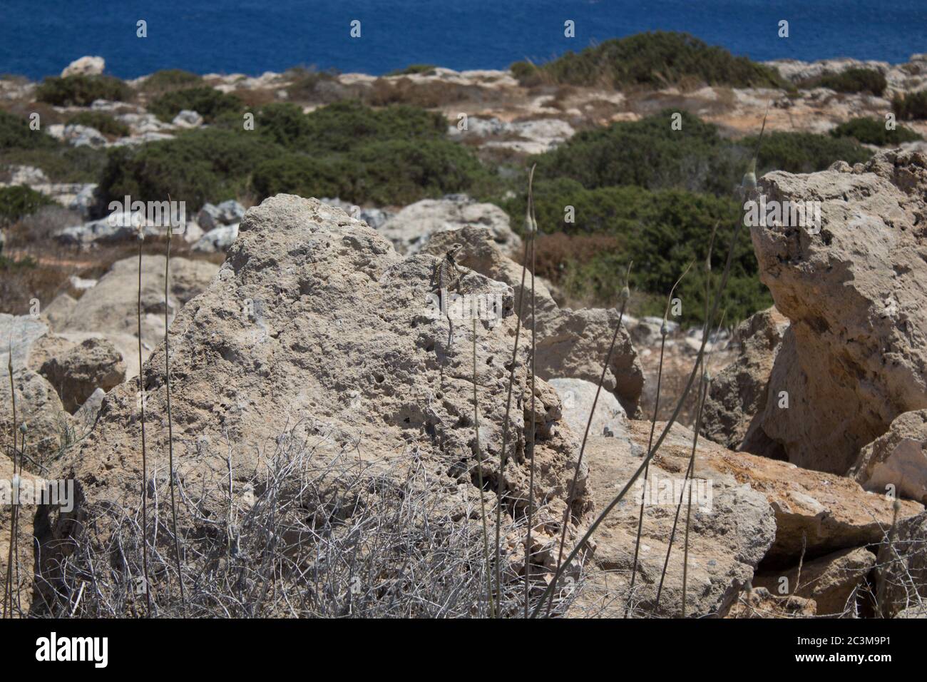 Mediterranean brown lizard hi-res stock photography and images - Alamy