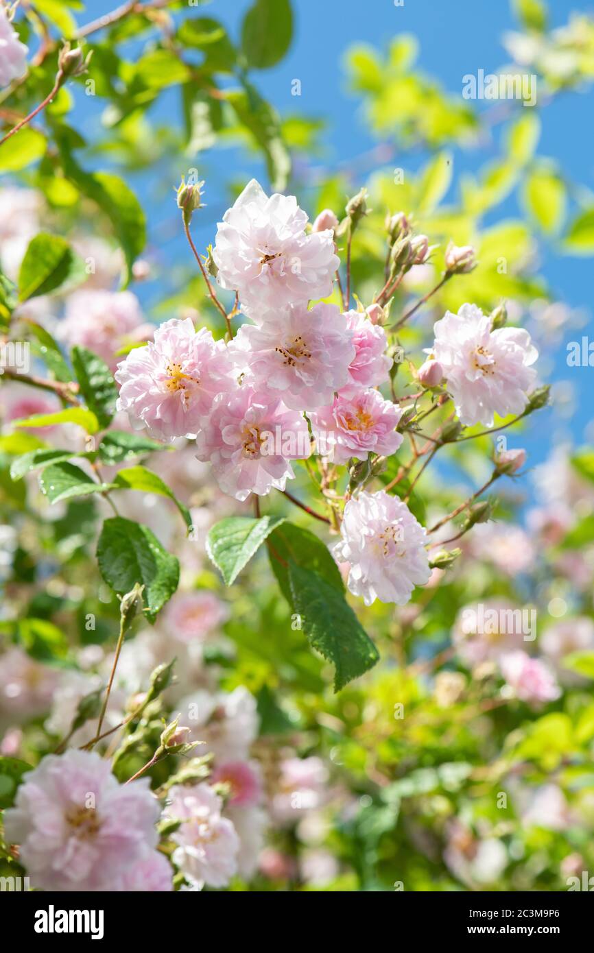Rose cluster hi-res stock photography and images - Alamy