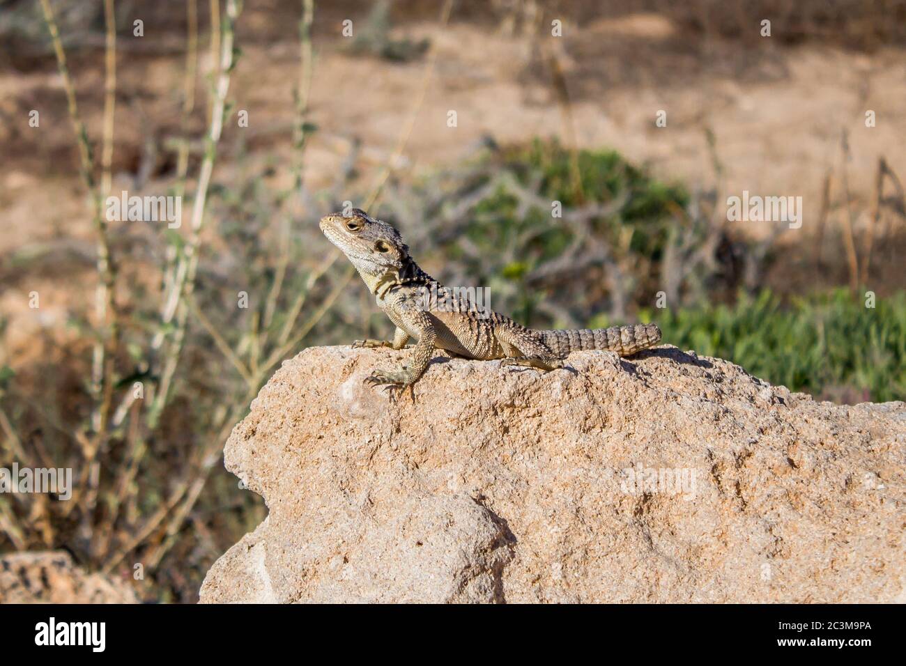 Lizard on a rocky beach near Protaras, Cyprus Stock Photo - Alamy