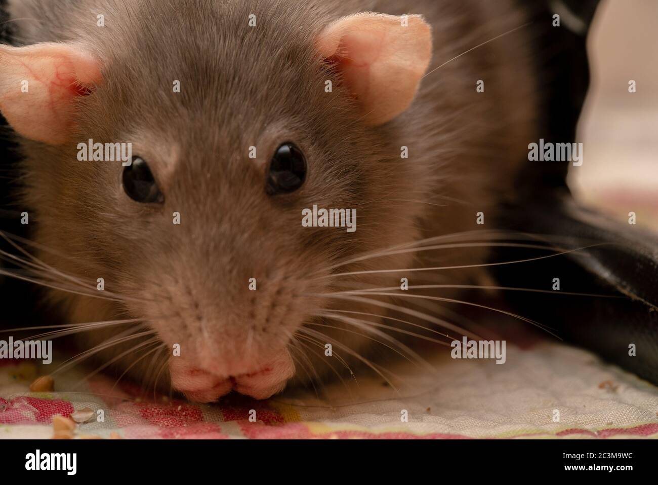 Tame rats hi-res stock photography and images - Alamy