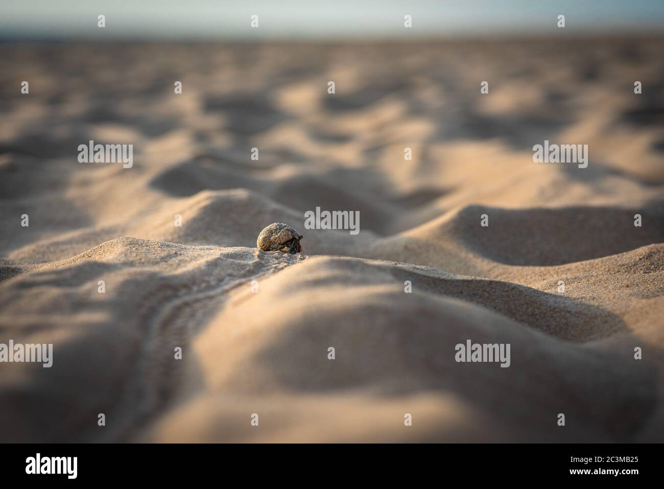 Einsiedlerkrebs am Strand, Khao Sok, Thailand Stock Photo - Alamy