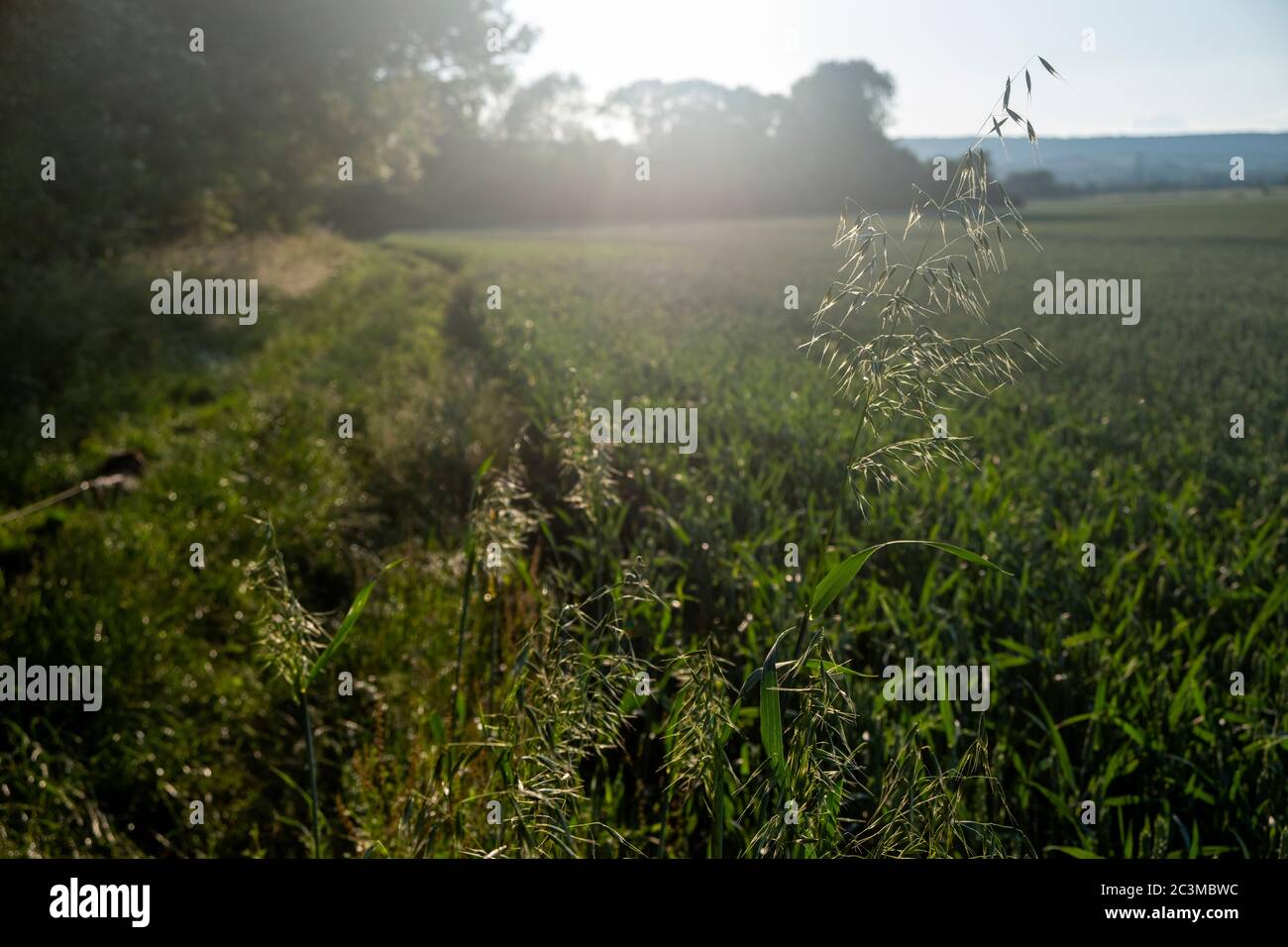 Evening rural footpath hi-res stock photography and images - Alamy