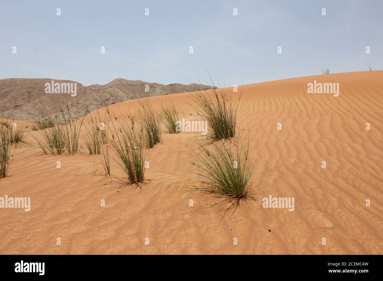 Beautiful sand ripples in Arabian desert sand dunes. Wind action ...