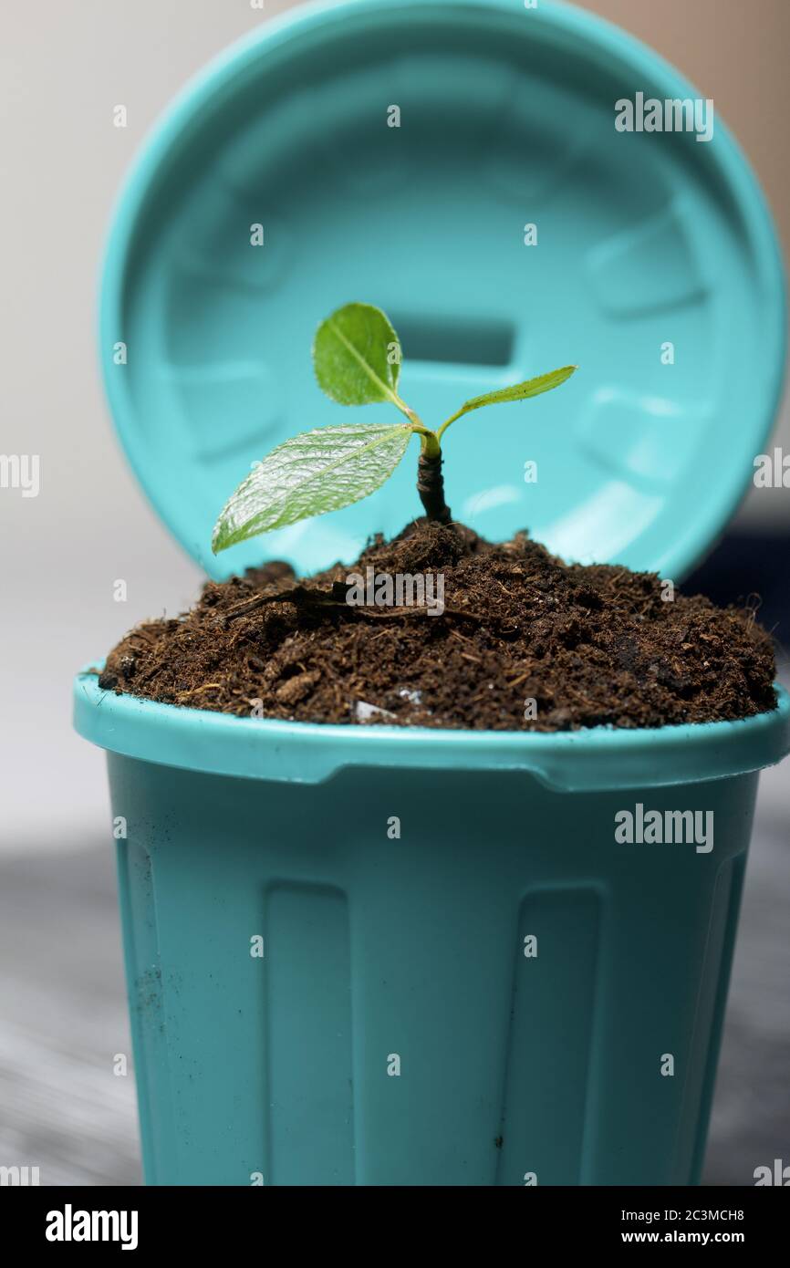 Trash bin filled with earth. It grows a green sprout. World Environment ...
