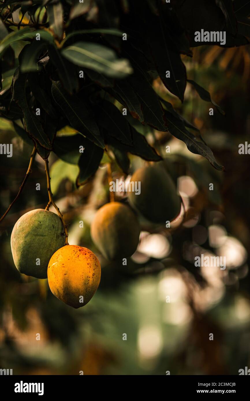 Selective shot of juicy yellow mangos hanging from its branches Stock ...