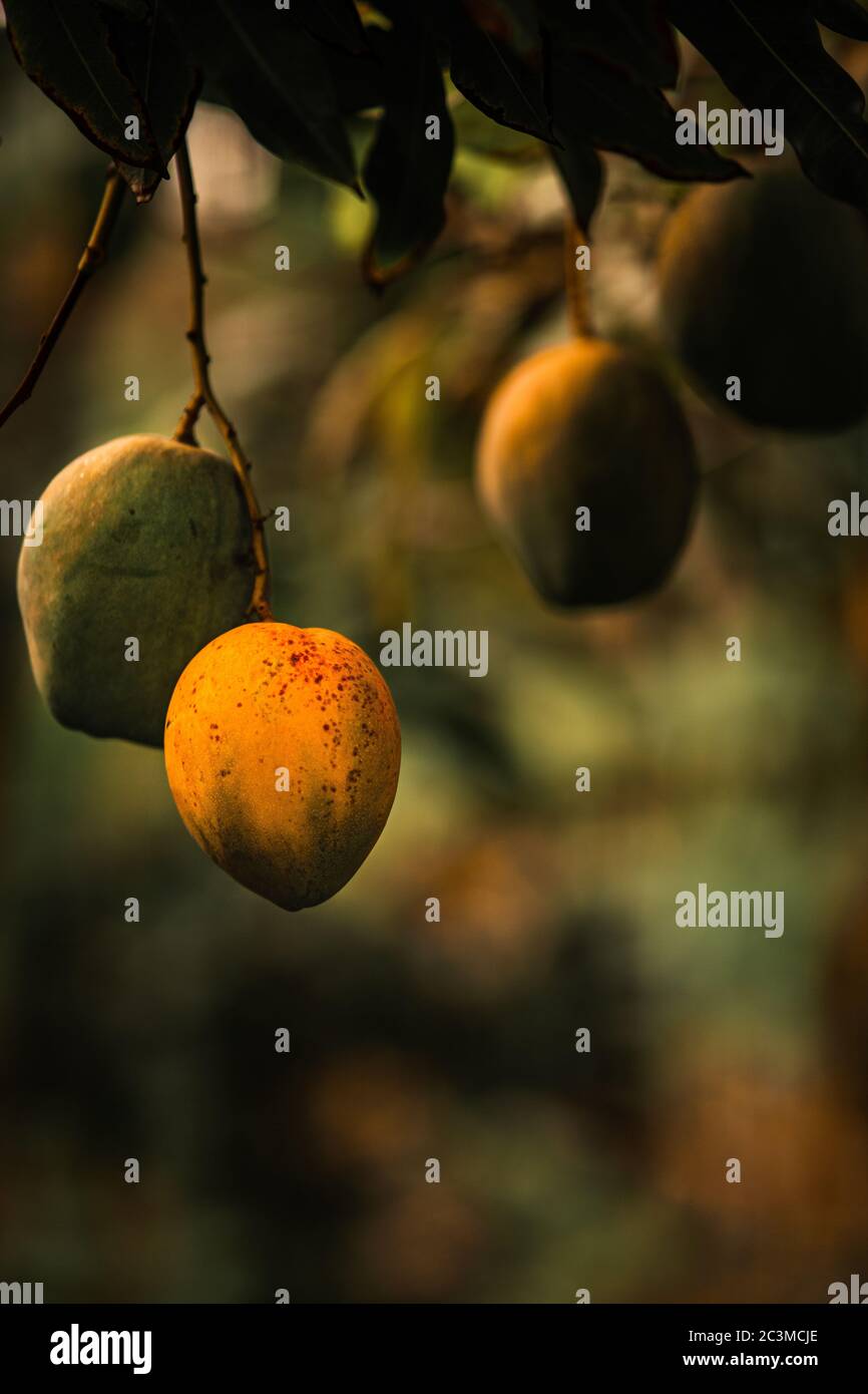 Selective focus of growing yellow mangos on its branches at daytime ...