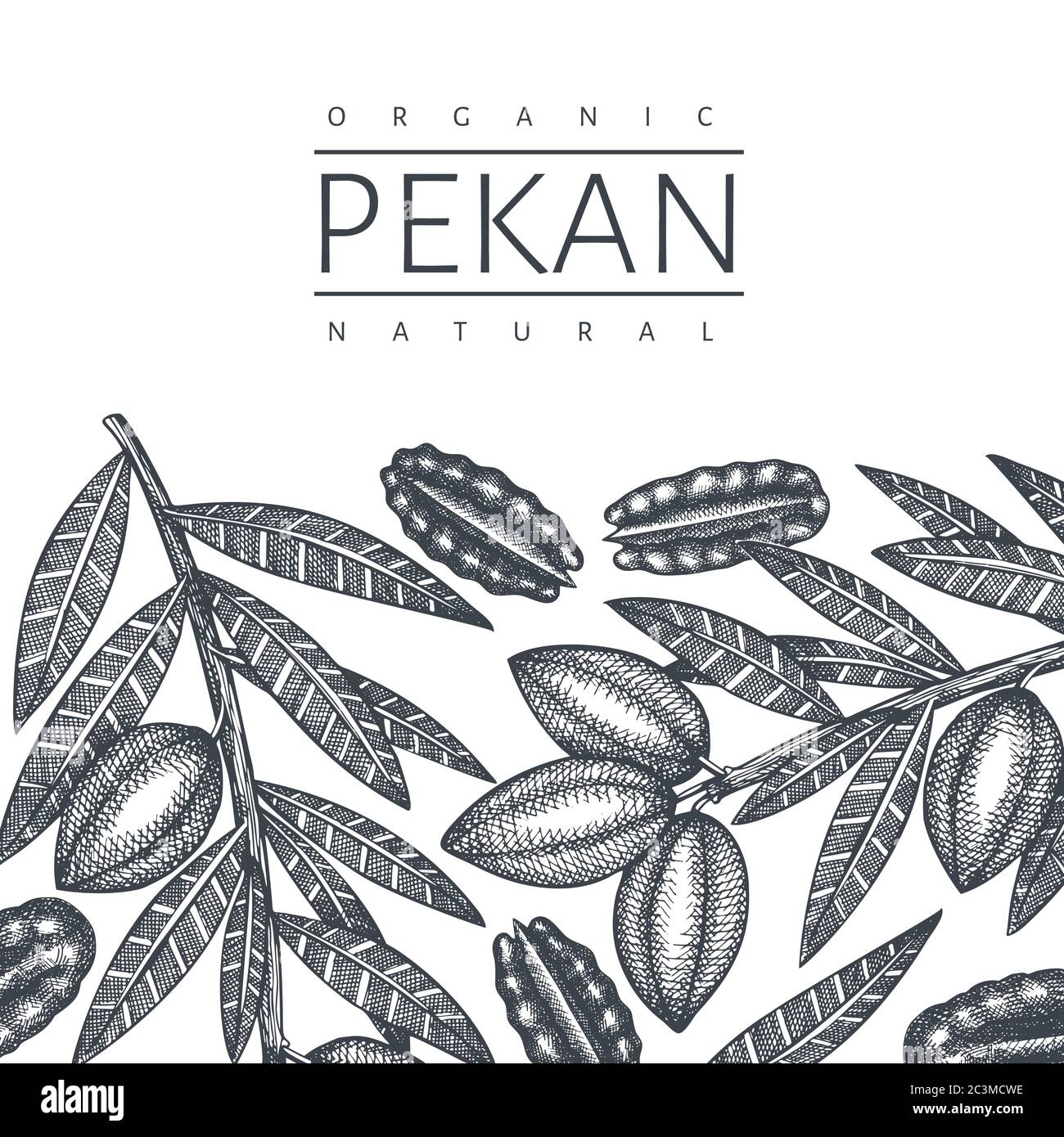 Hand drawn pecan branch and kernels design template. Organic food ...