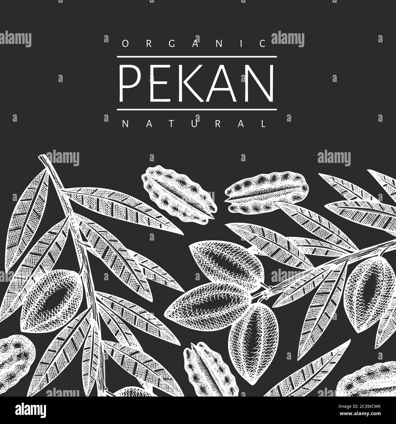 Hand drawn pecan branch and kernels design template. Organic food ...
