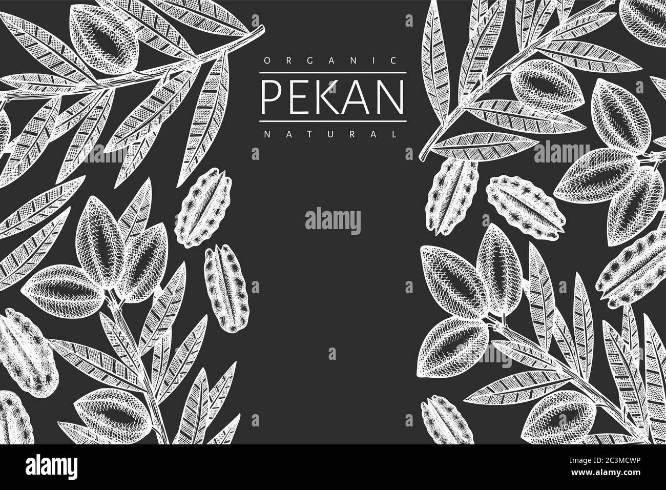 Hand drawn pecan branch and kernels design template. Organic food ...