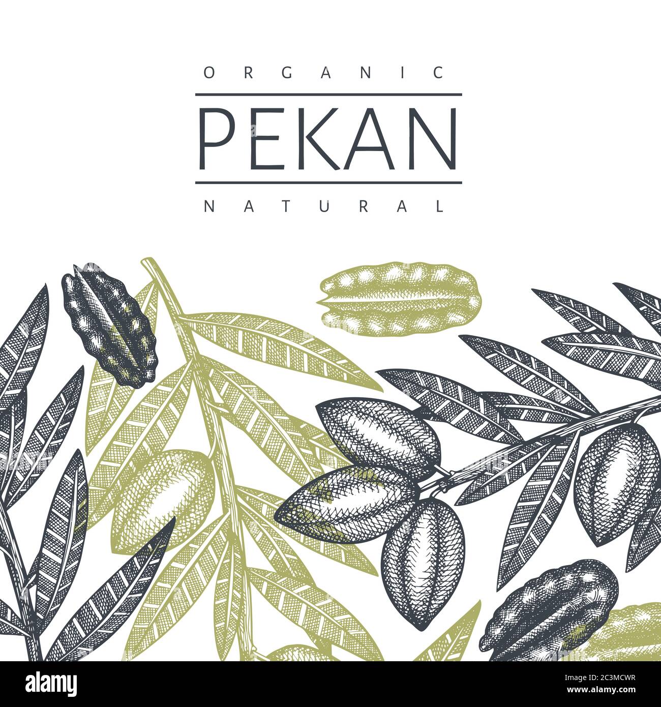 Hand drawn pecan branch and kernels design template. Organic food ...