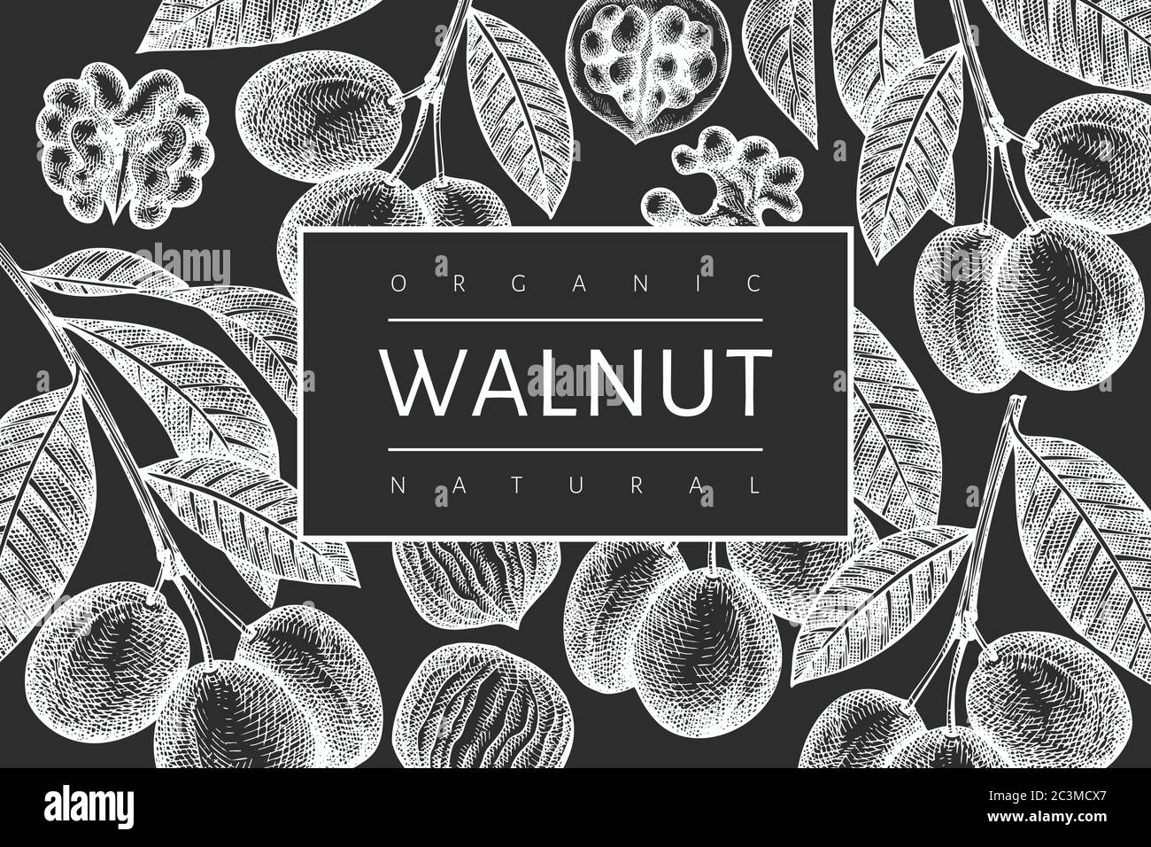 Hand drawn sketch walnut design template. Organic food vector ...