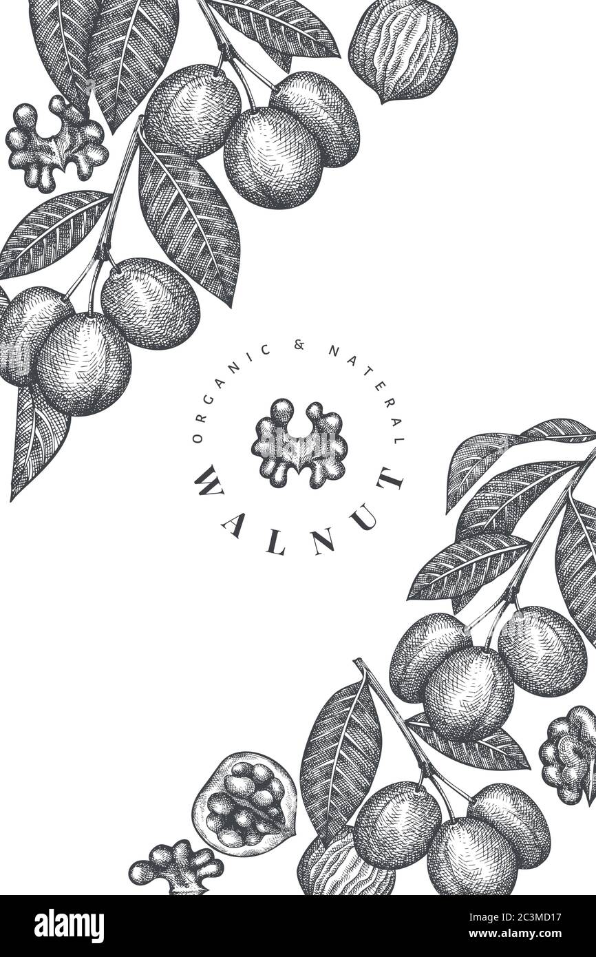 Hand drawn sketch walnut design template. Organic food vector ...