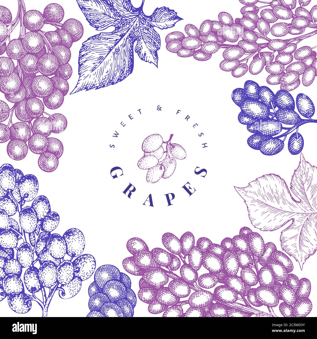 Grape design template. Hand drawn vector grape berry illustration ...