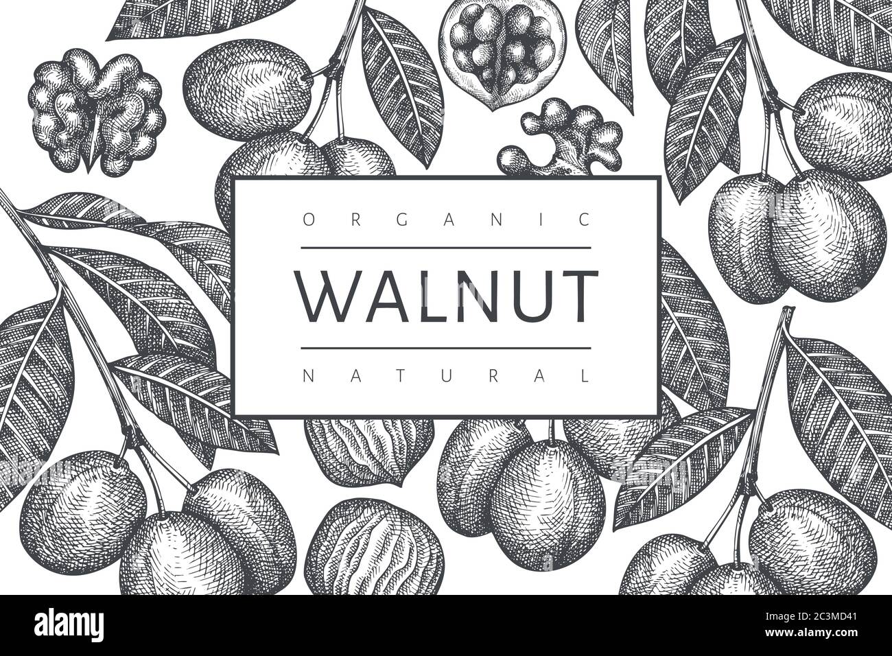 Hand drawn sketch walnut design template. Organic food vector ...