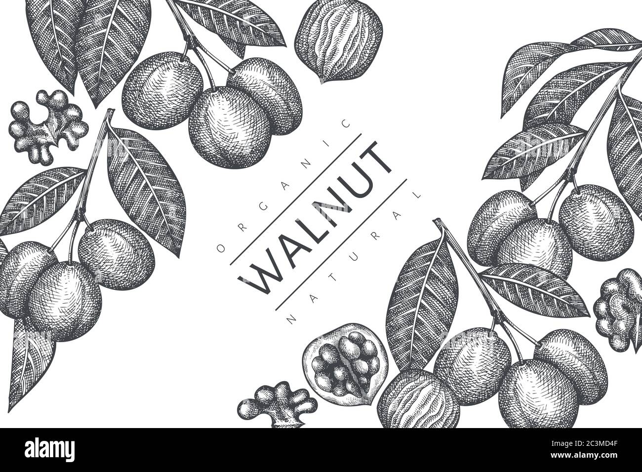 Hand drawn sketch walnut design template. Organic food vector ...