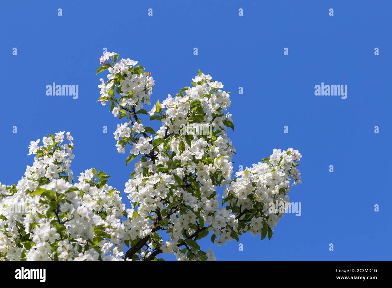 Blooming Chinese crab (Malus spectabilis, Asiatic apple, Chinese ...