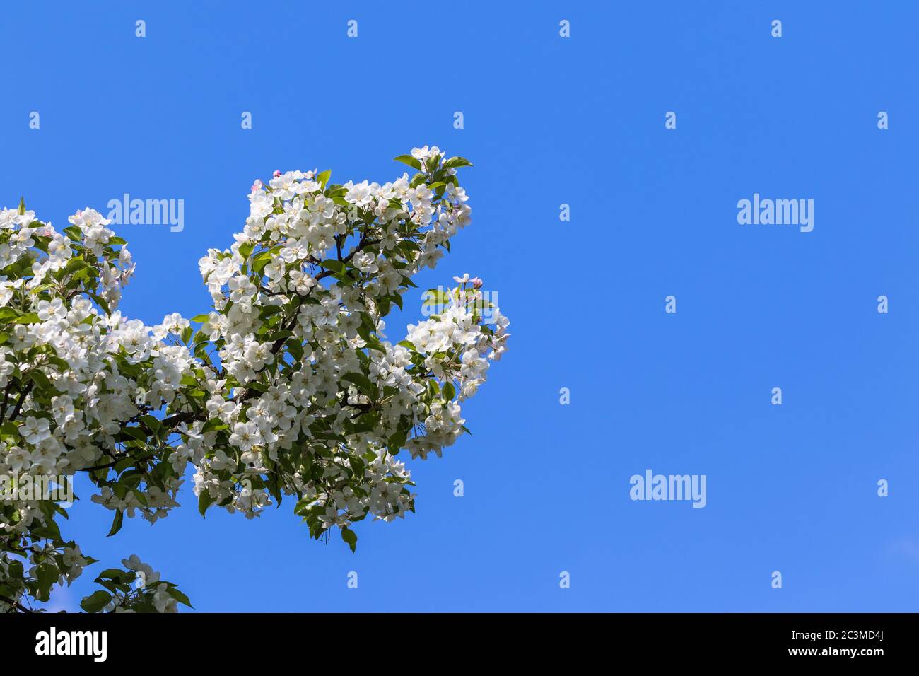 Blooming Chinese crab (Malus spectabilis, Asiatic apple, Chinese ...