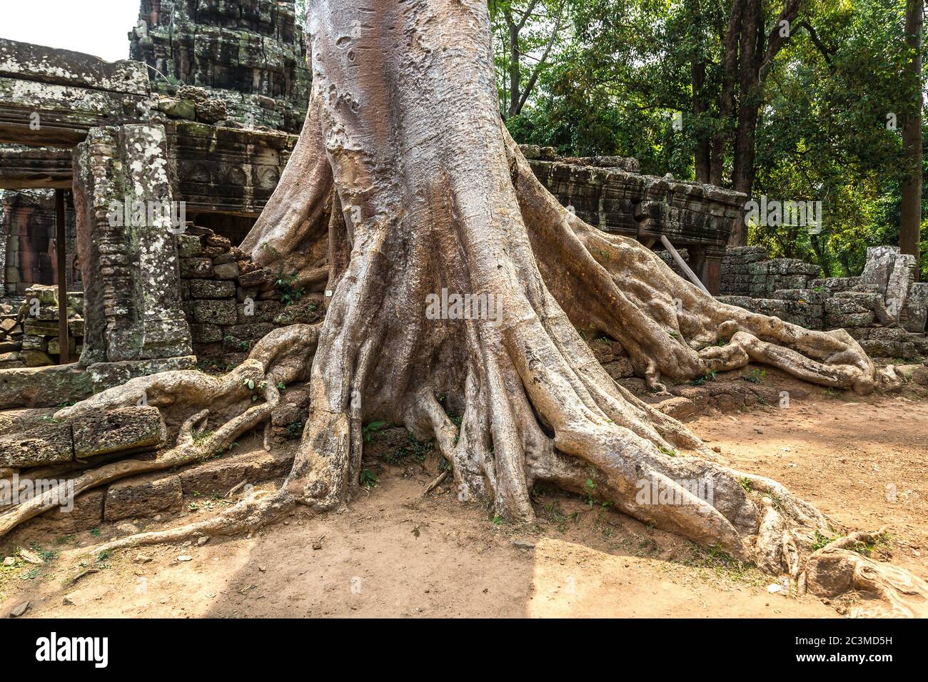 Banyan tree roots in Banteay Kdei temple is Khmer ancient temple in ...