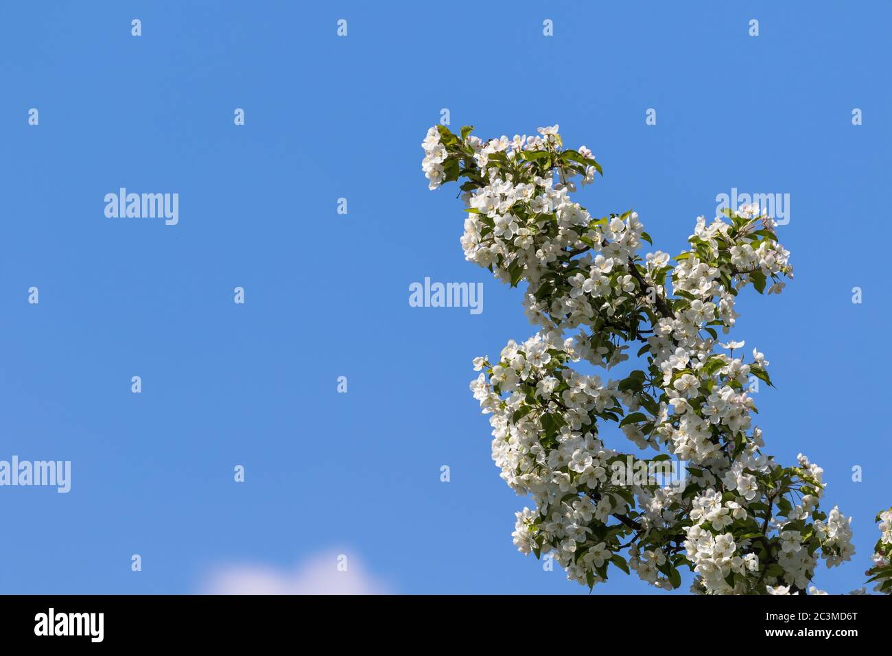 Blooming Chinese crab (Malus spectabilis, Asiatic apple, Chinese ...