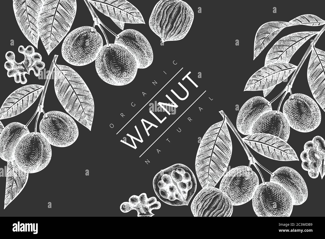 Hand drawn sketch walnut design template. Organic food vector ...