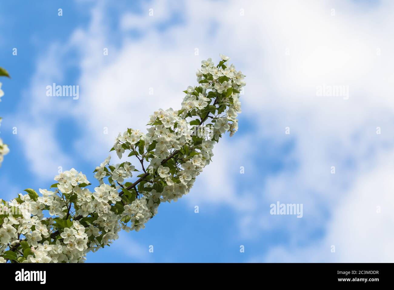 Blooming Chinese crab (Malus spectabilis, Asiatic apple, Chinese ...