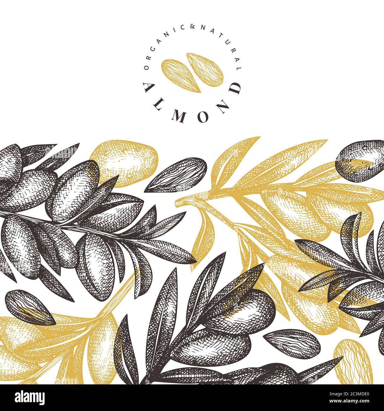 Hand drawn sketch almond design template. Organic food vector ...